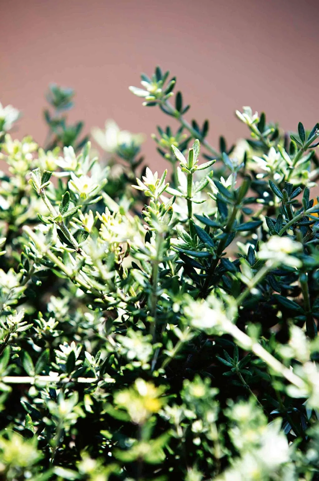 Coastal garden plants: The best shrubs, hedges & trees